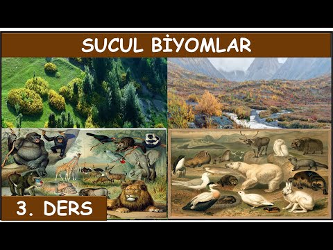 003 Sucul Biyomlar