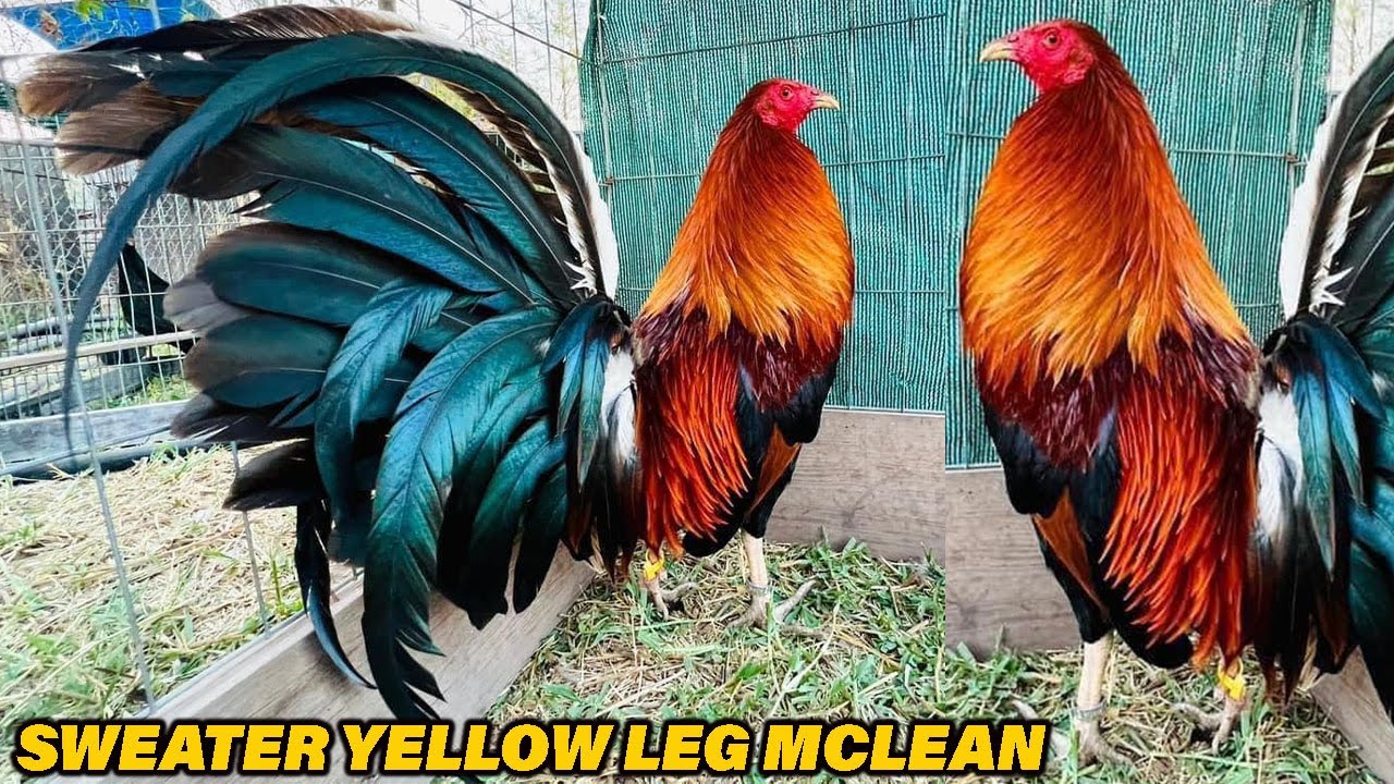 Sweater 20k Yellow Leg McLean Hatch Asil Grey - Pablo Lopez Beautiful Show Birds - YouTube