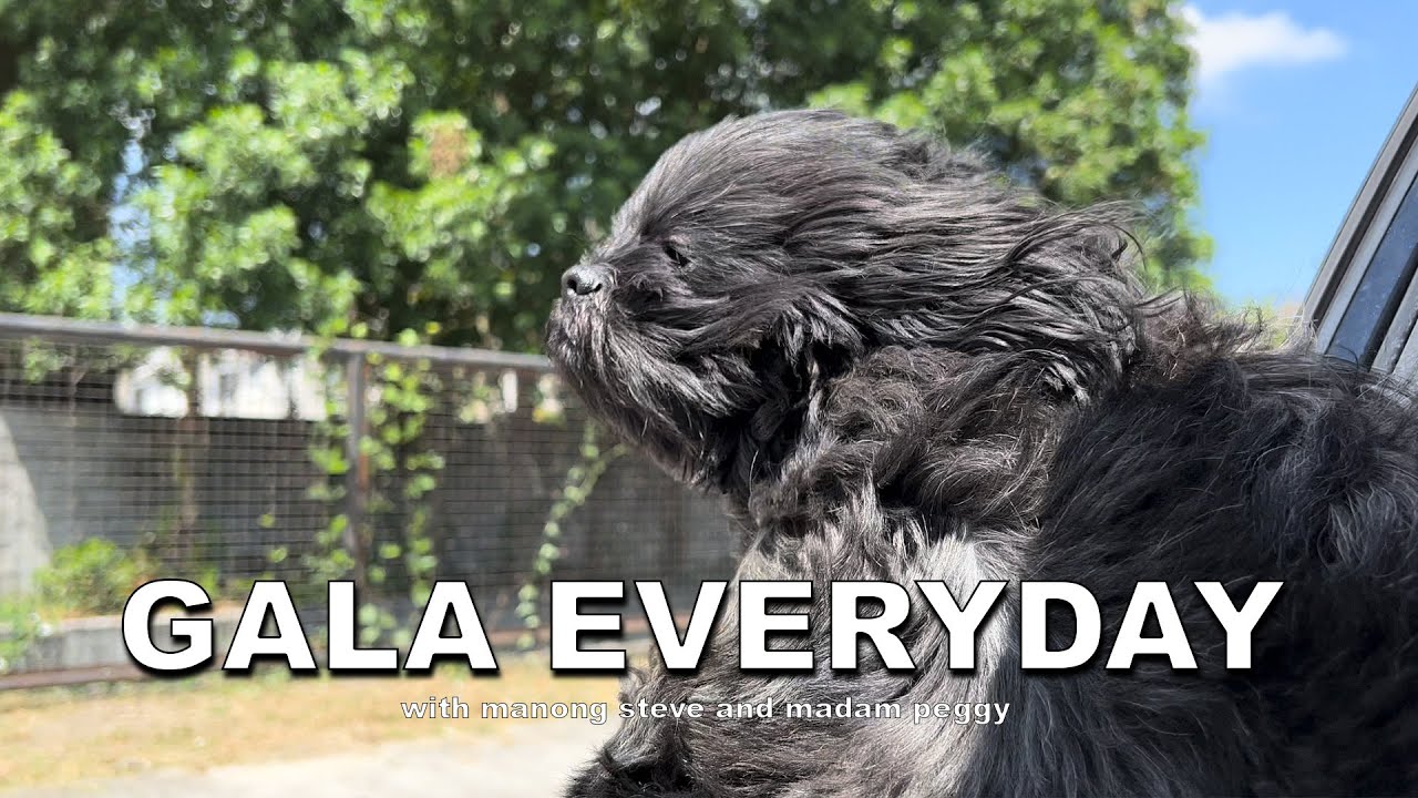 GALA EVERYDAY WITH MANONG STEVE & MADAM PEGGY - YouTube