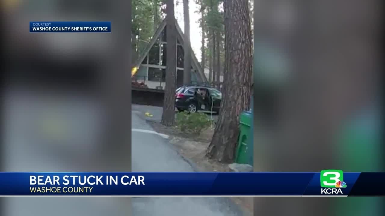 Watch: Bear stuck inside car in Nevada is freed - YouTube