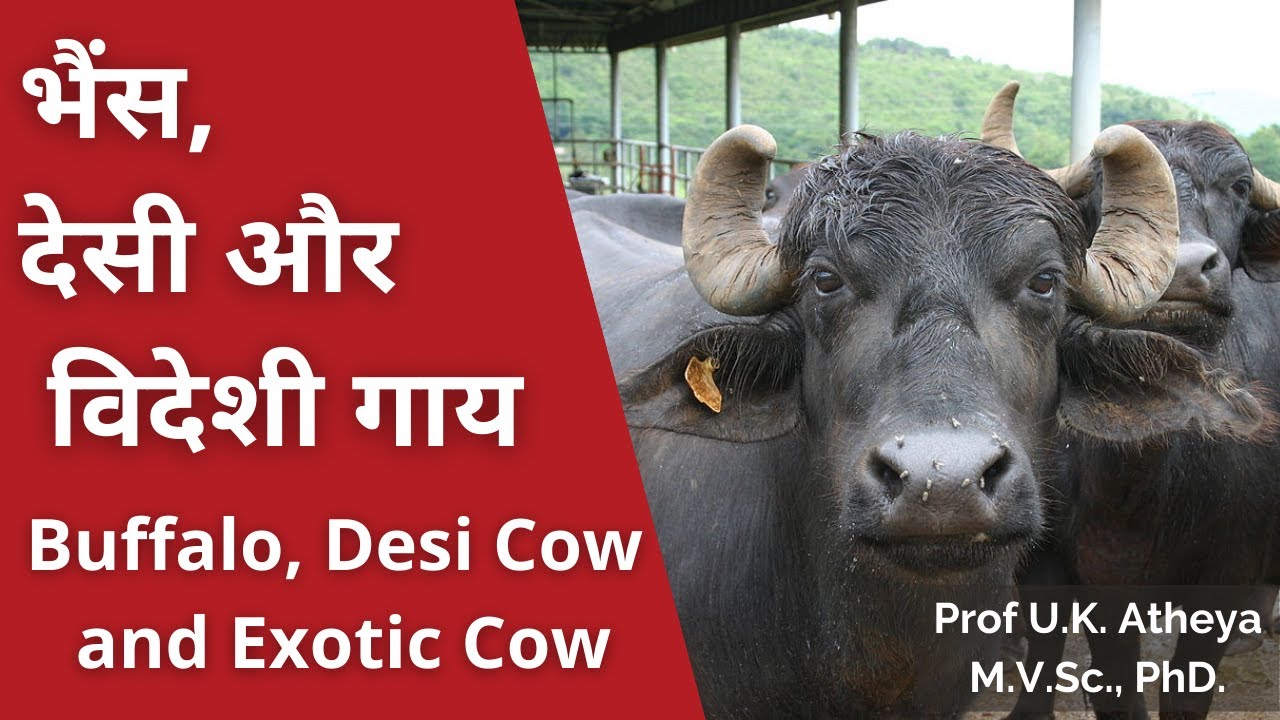 भैंस, देसी गाय और विदेशी गाय | Buffalo, Desi Cow and Exotic Cow - YouTube