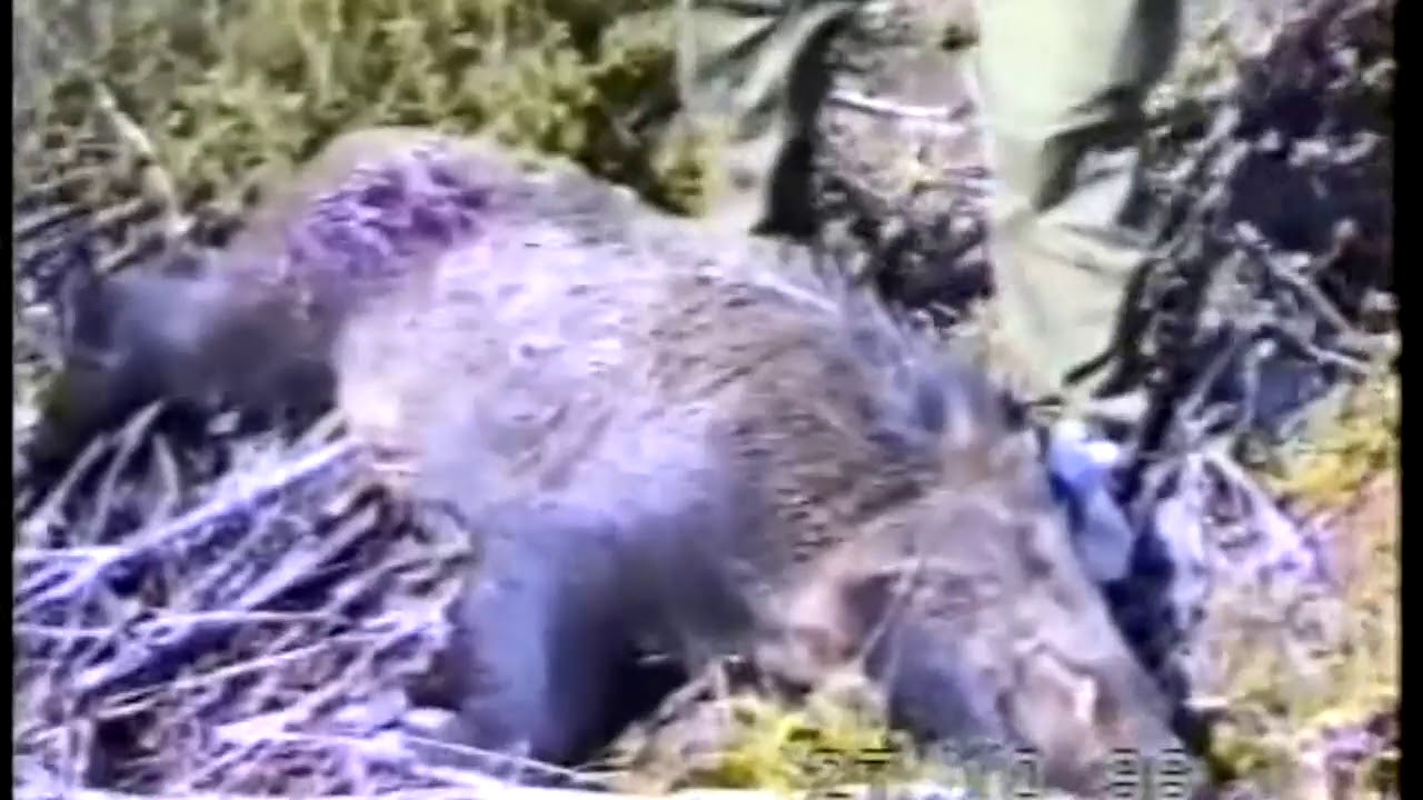 κυνηγι αγριογουρουνου 1996 - YouTube