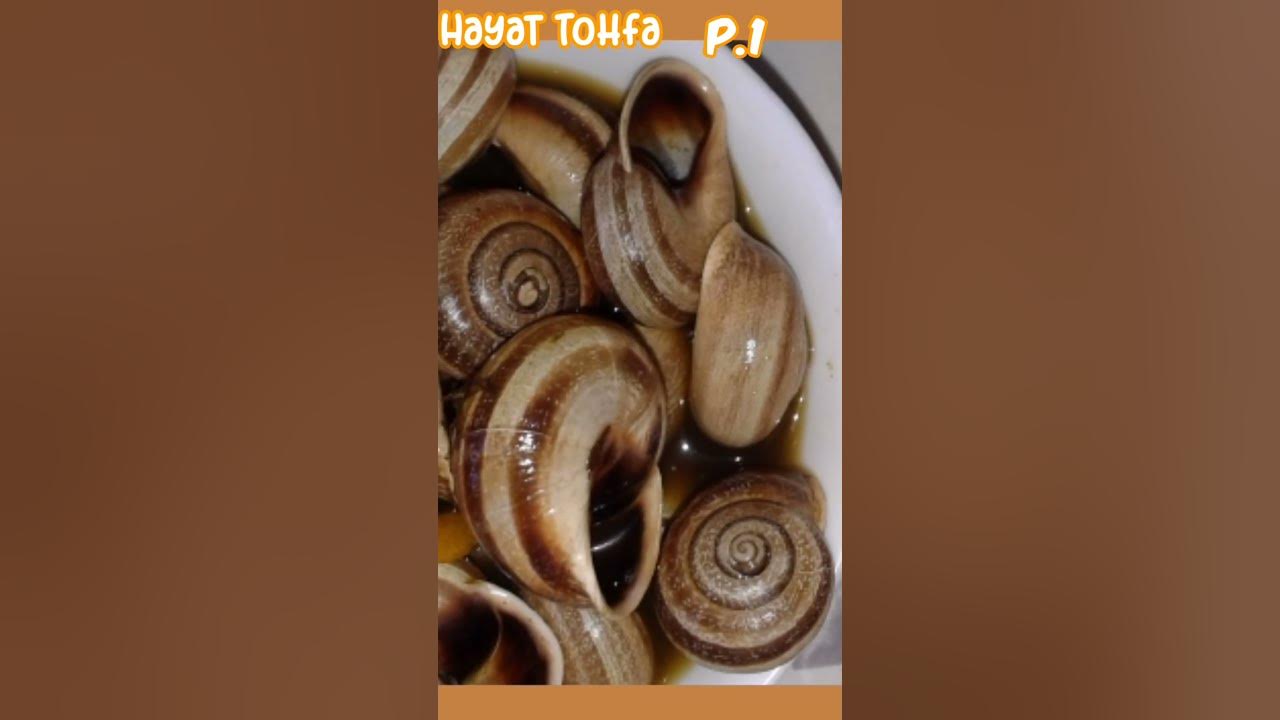 كيفية تحضير الببوش الحلزون أو بوجغللو بطريقة سهلة وسريعة جزء 1 How To Cook Escargot Snail 🐌 👍