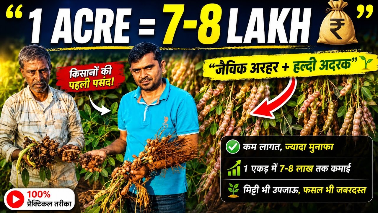 1 Acre Me 7–8 Lakh 😱 Jaivik Tuar + Haldi Adrak Farming Success # ...