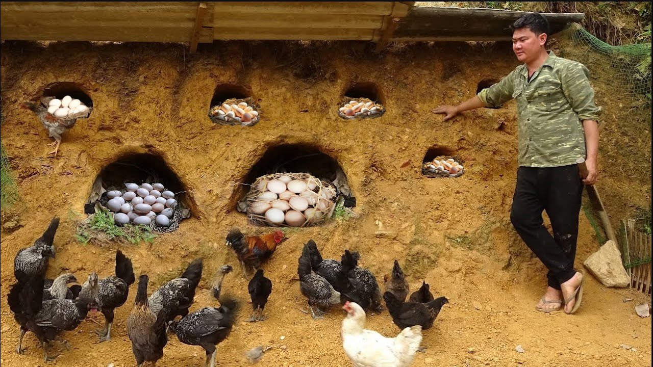 Digging burrows for chickens to lay eggs, rural life. - YouTube