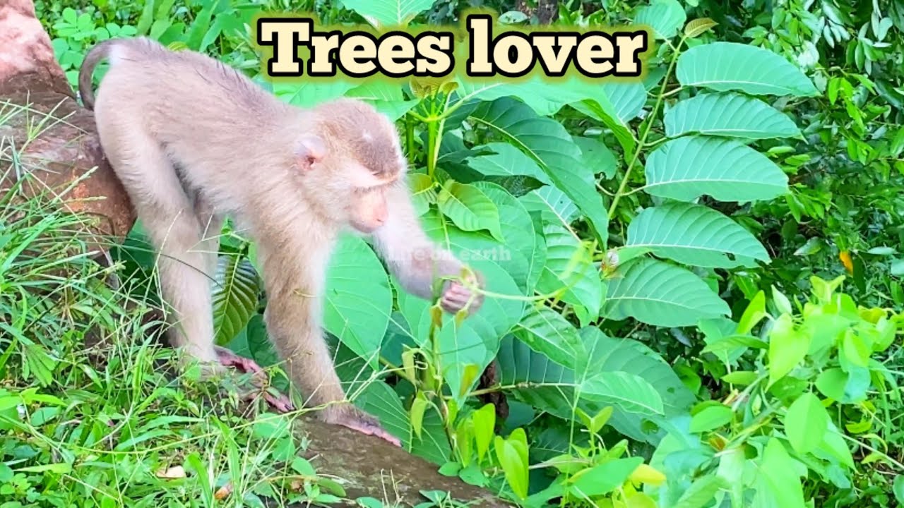 How’s happy to find the real home for monkey Willow. - YouTube