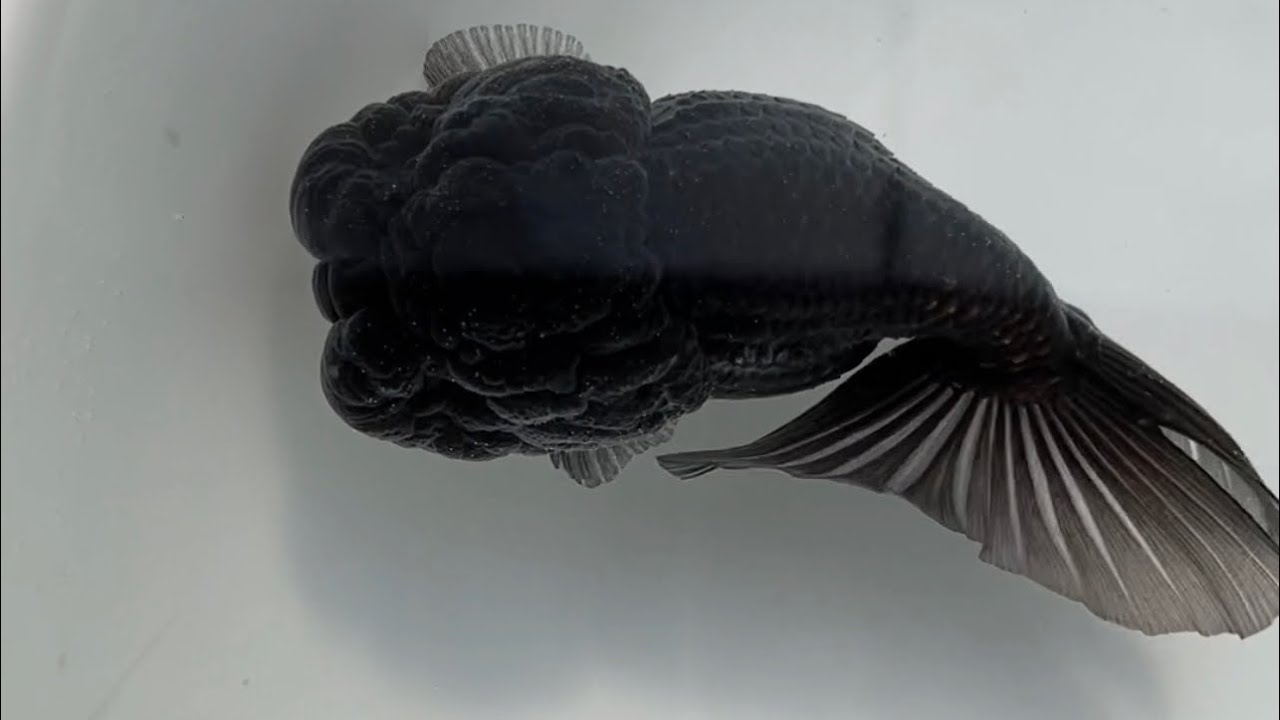 Charming Zhao’s Blue Lionhead - YouTube