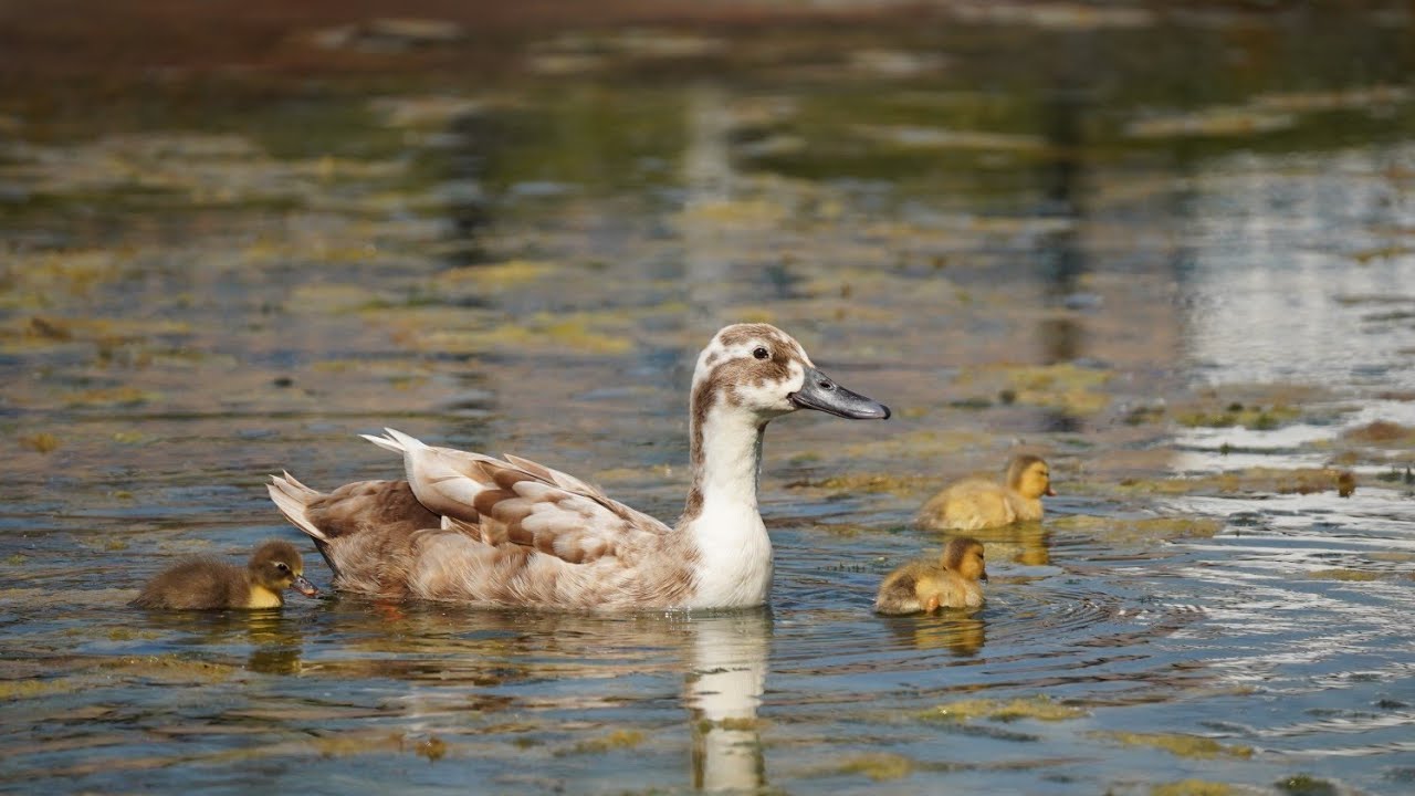 Ancona duck with ducklings - YouTube