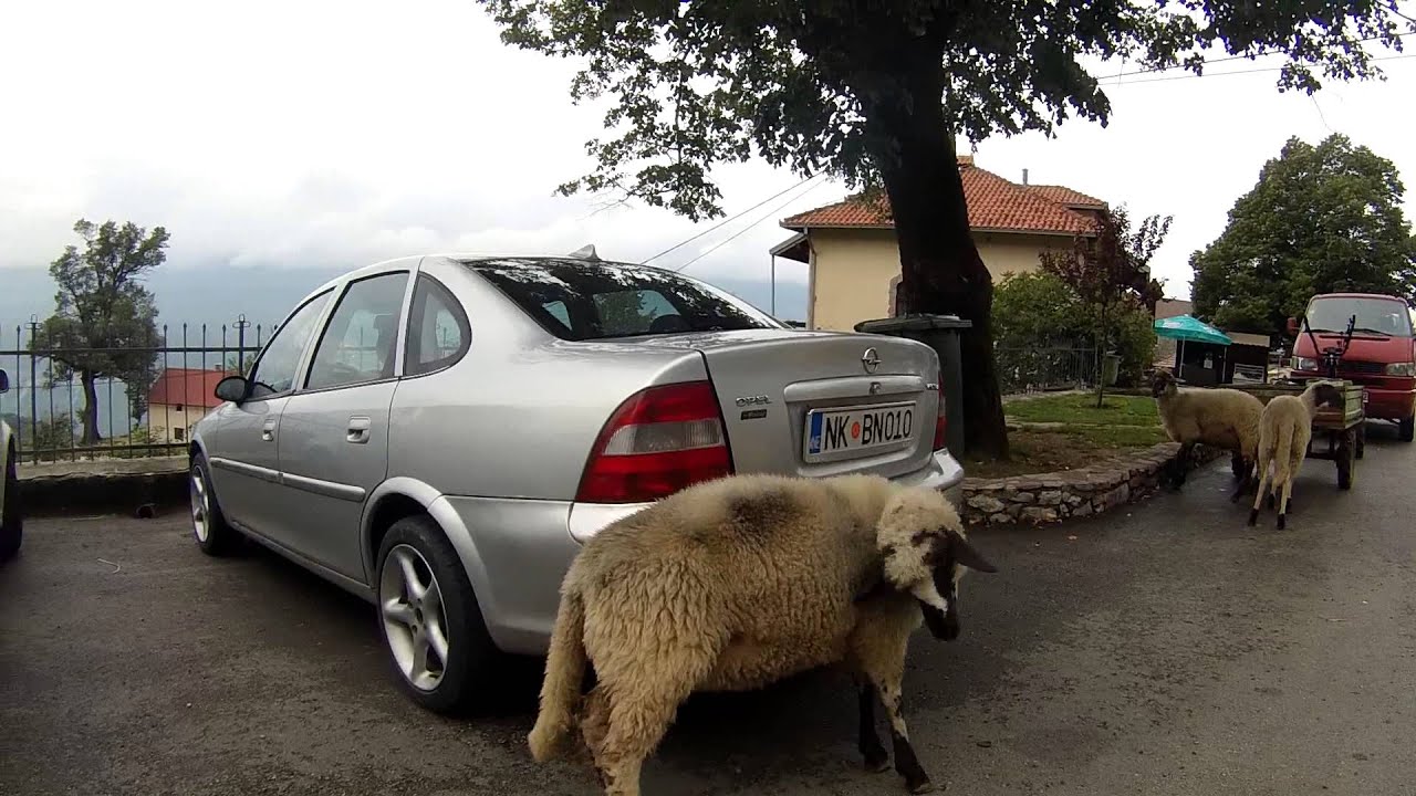 itchy sheep - YouTube