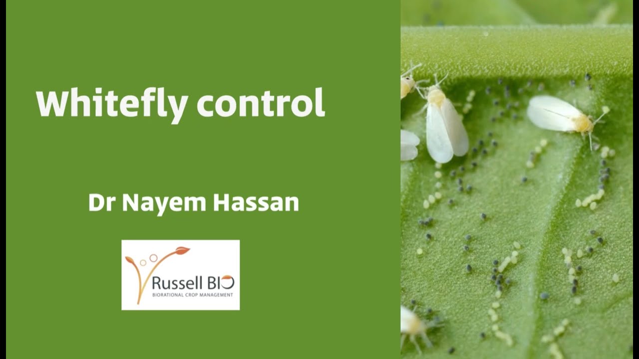 Biorational whitefly control Technique - YouTube
