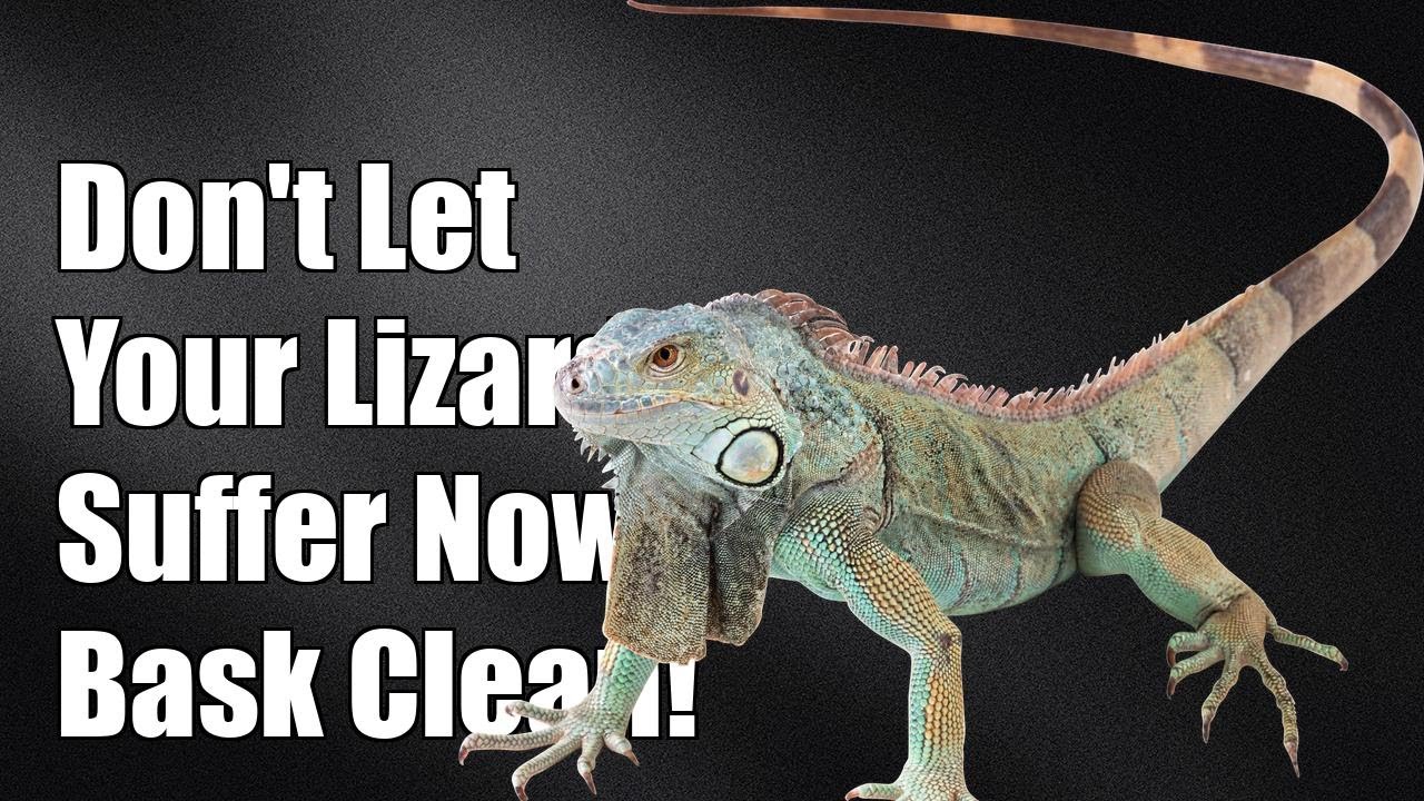Don't Let Your Lizard Suffer: Essential Tips for a Spotless Basking ...