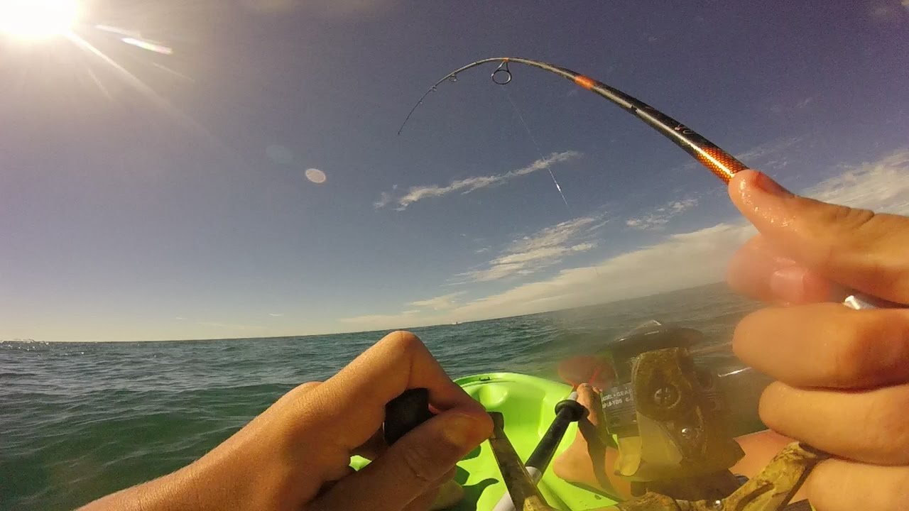 Crazy Fish Right Off The Shore Of Rocky Point Mexico!!! - YouTube