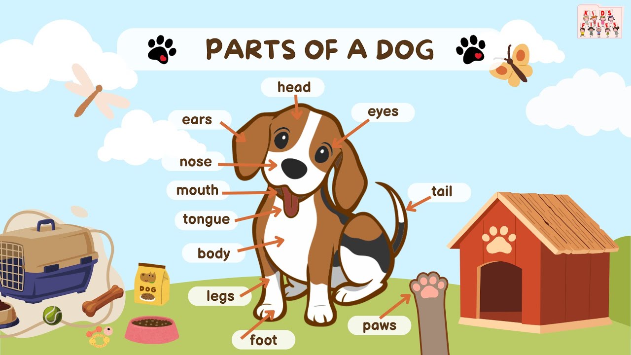 Learn the Parts of a Dog| Flashcards for Kids | English Vocabulary ...