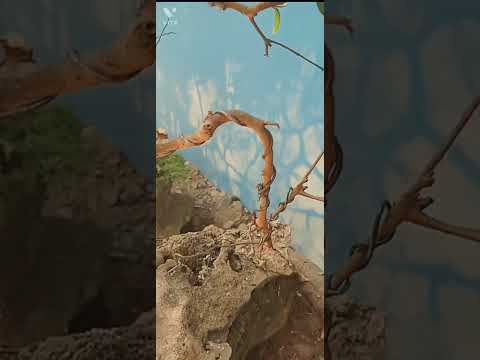 GUAVA TREE BONSAI WIRING AND BENDING TECHNIQUE #SHORT - YouTube