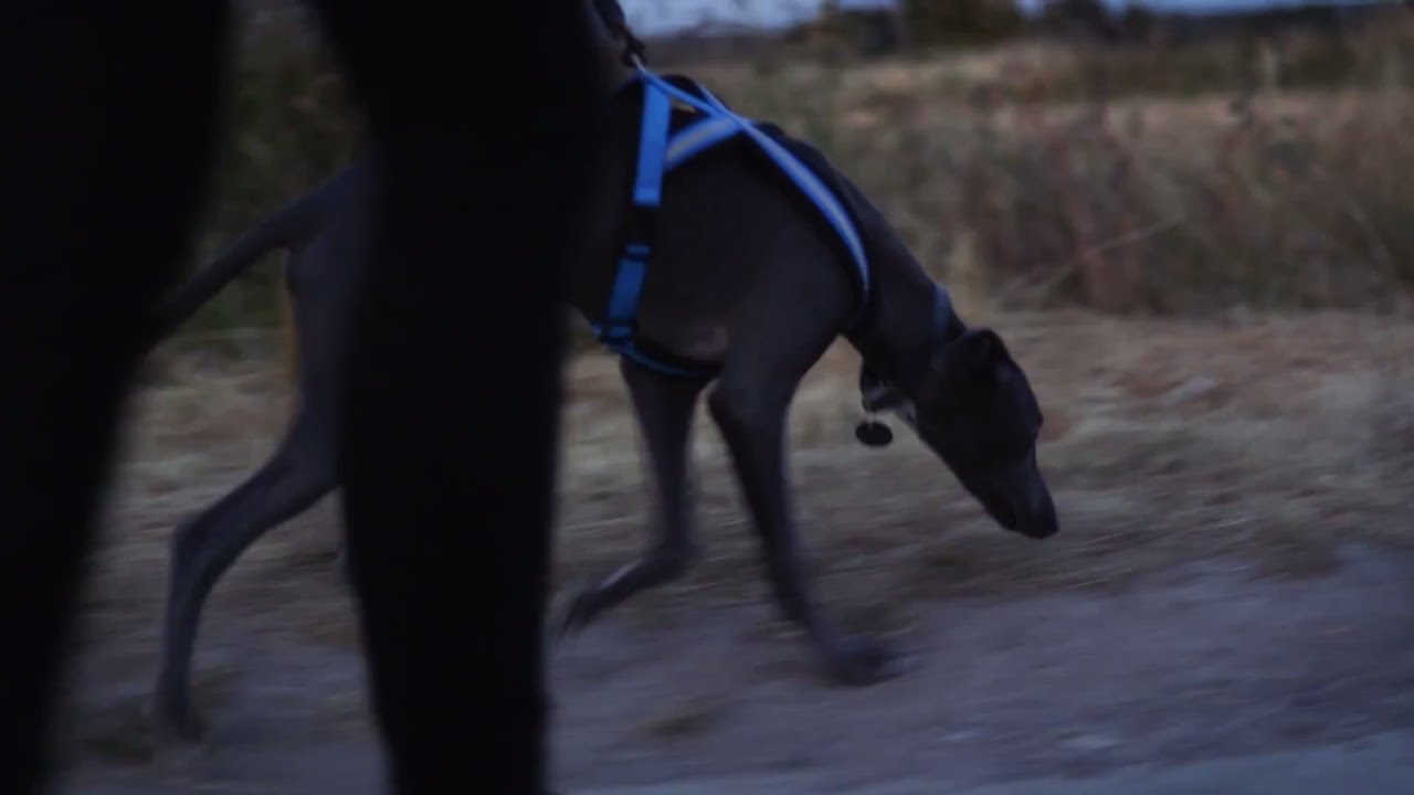 Walking the Whippet - YouTube