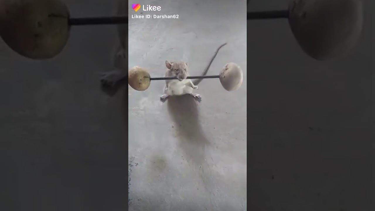 Strongest Rat 😀😁 - YouTube
