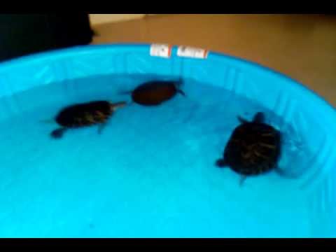 Turtles Swimming In A Mini Pool - YouTube