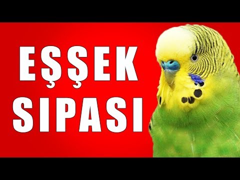 EŞŞEK SIPASI Sesi Muhabbet Kuşu Konuşturma Egzersizi