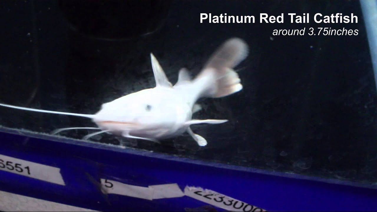 Platinum Red Tail Catfish around 3.75inches - YouTube