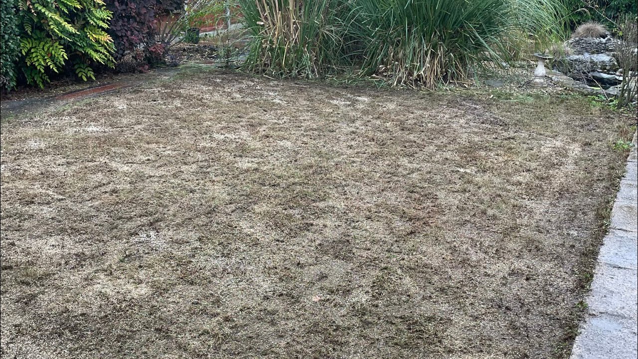 Visiting the scarified lawn for first time - YouTube
