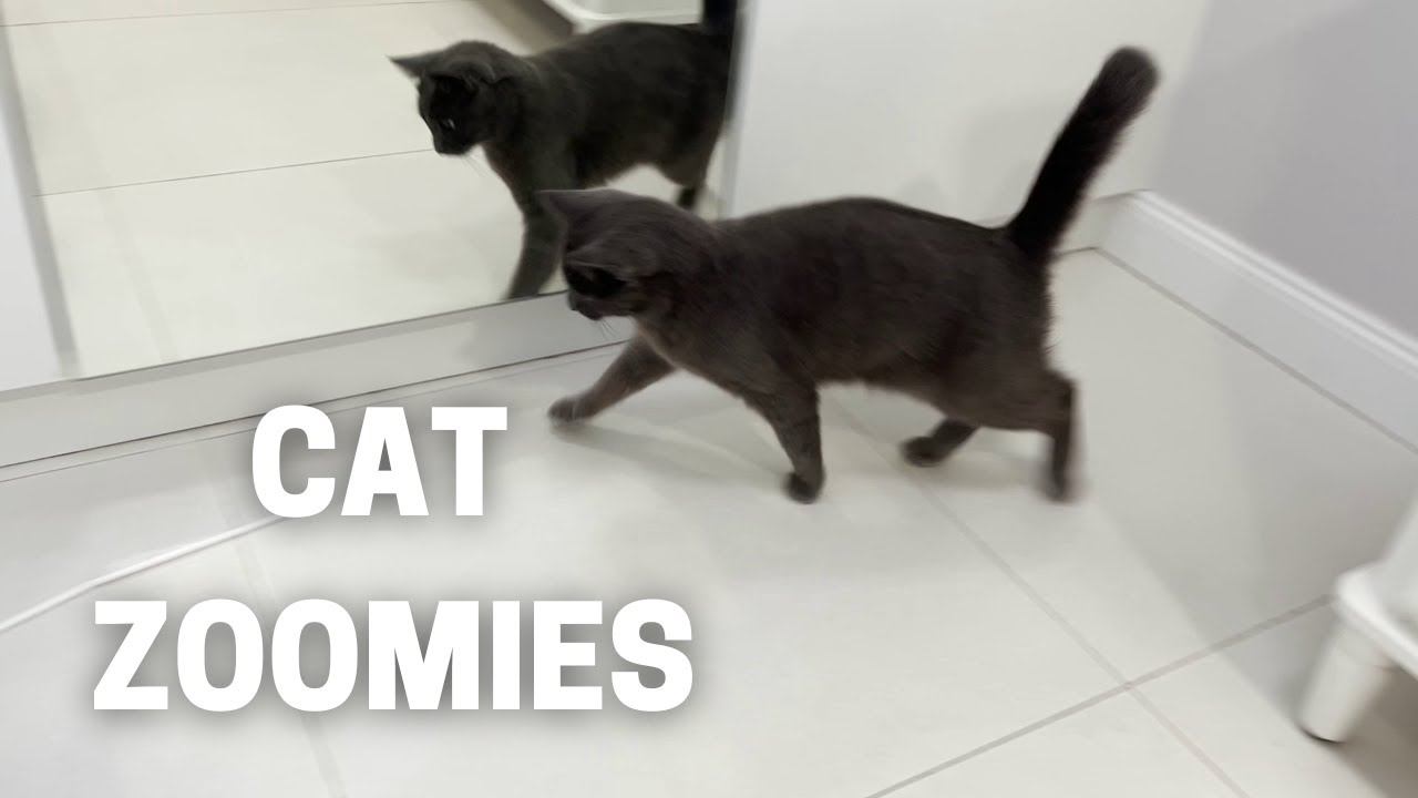 The playful grey cat runs, grabs a toy and does a somersault - YouTube