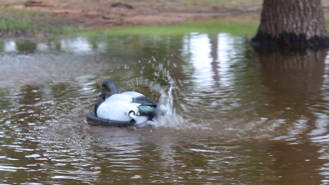 NATURAL BLUE BILL - YouTube