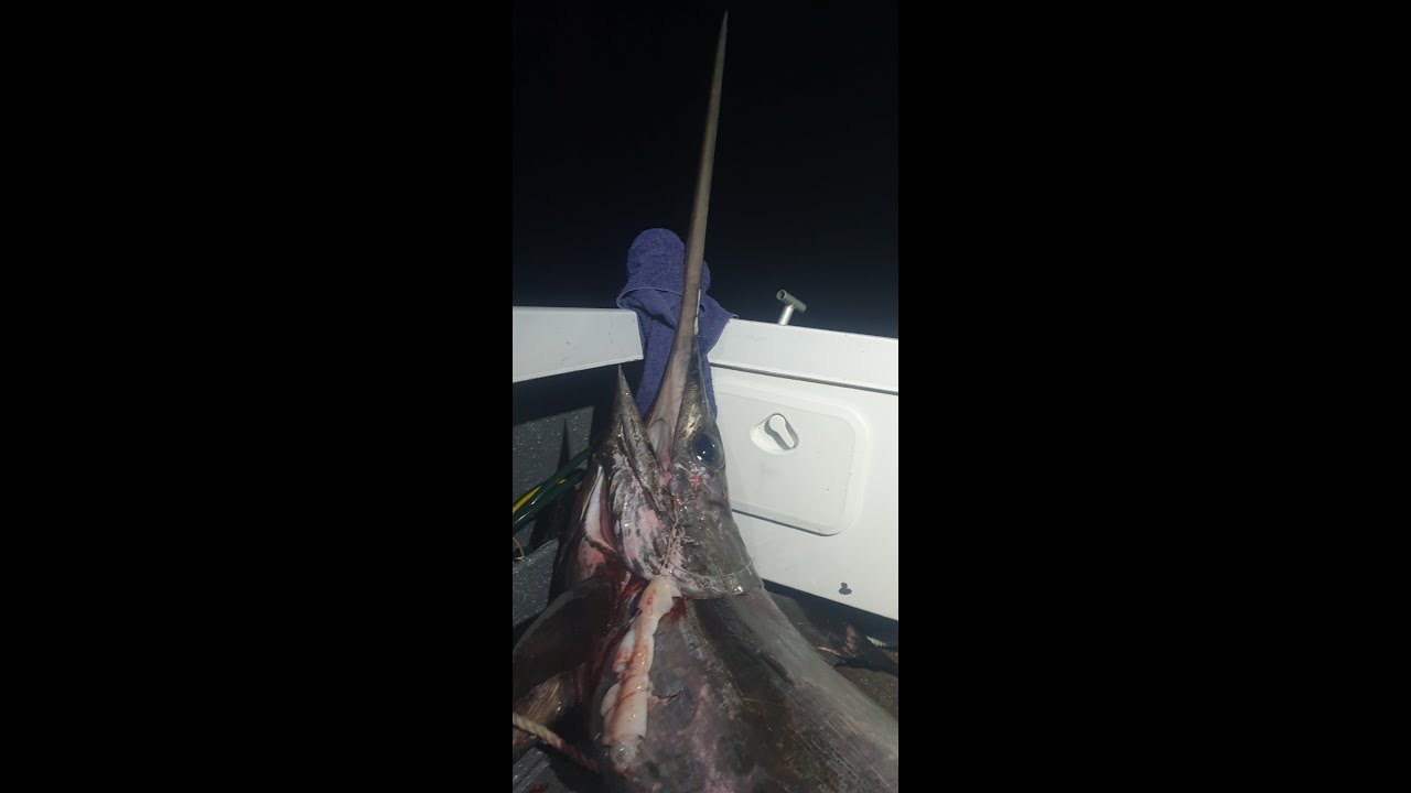Broadbill Swordfish NSW south coast. REEL SCREAMER. - YouTube