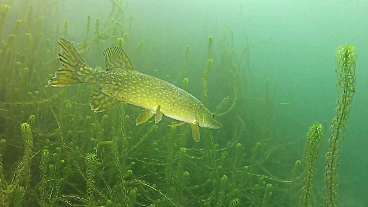 gopro Stoney Cove Scuba diving of a Pike fish - YouTube
