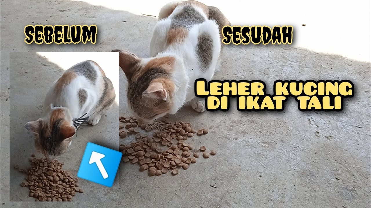 Kucing Datang Lagi Setelah Di Tolong ikatan tali di leher#kucing # ...