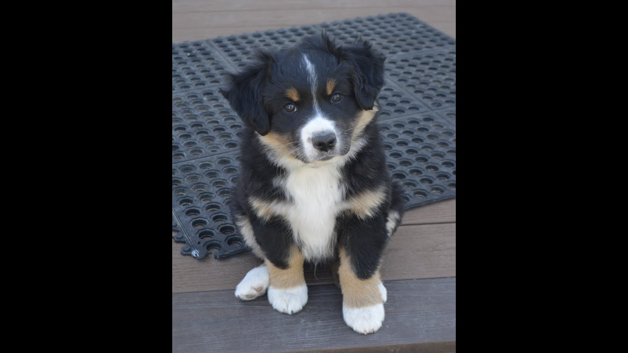 Cricket's personality evaluation! - YouTube