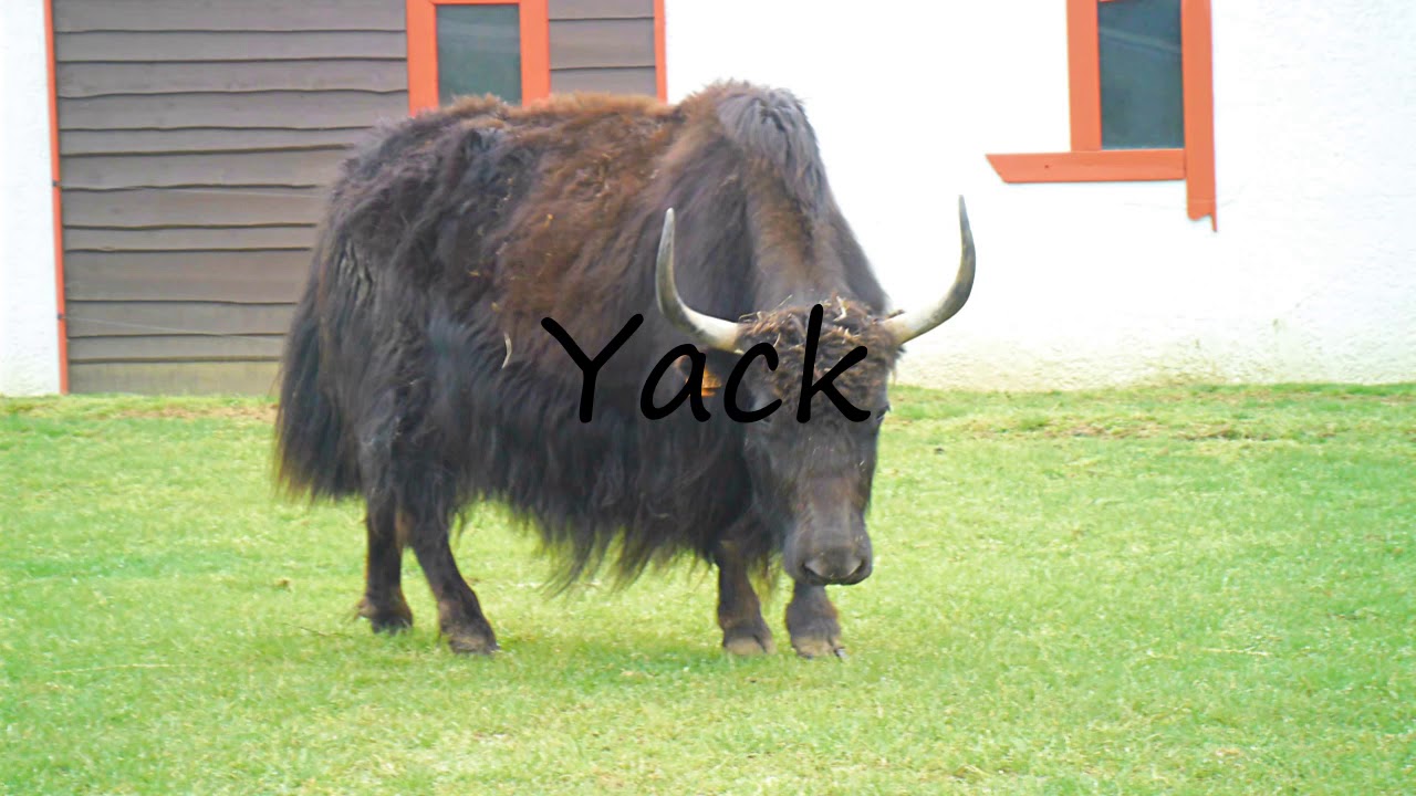 How to Pronounce Yack? - YouTube