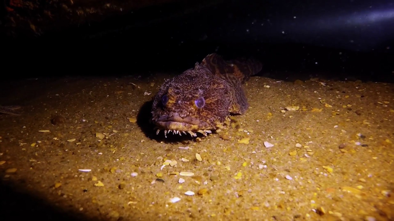 Tower Reef - Virginia Beach, VA 8/12/2018 - YouTube