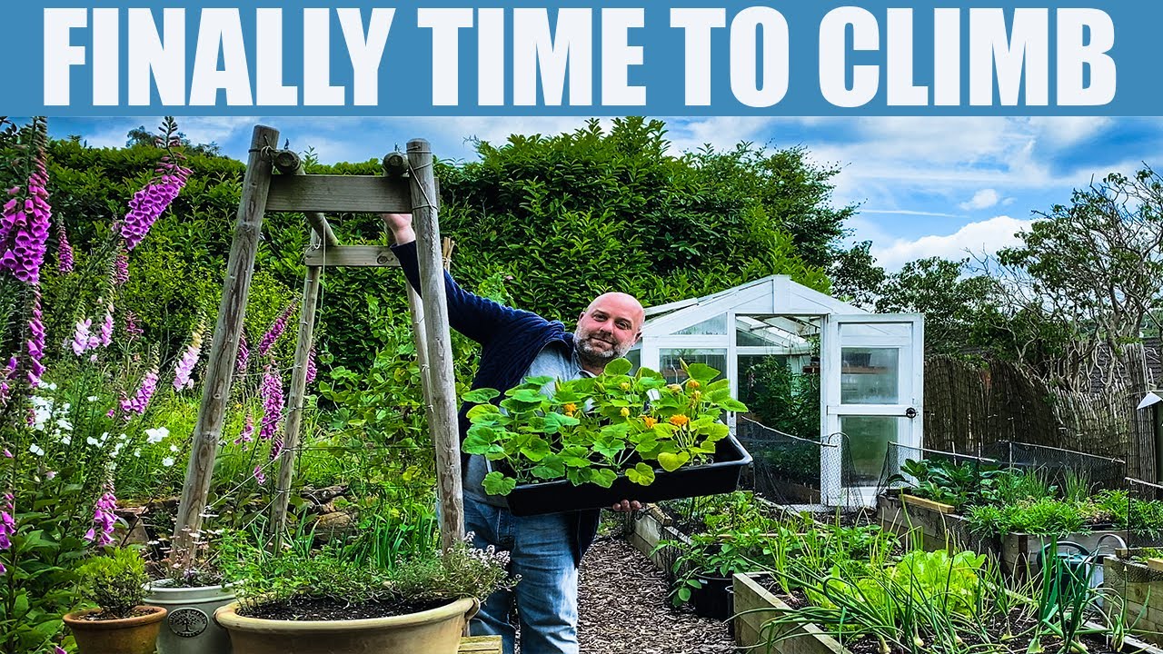 PLANTING OUT THE CLIMBING MINI PUMPKINS AND SQUASH, Various questions ...