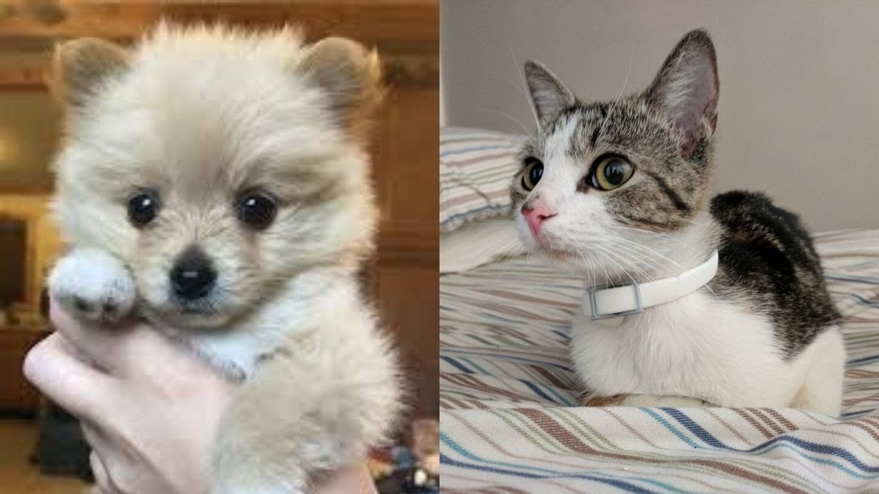 Funniest Cute Pets & Funny Animals Compilation | Funny Pets video ...