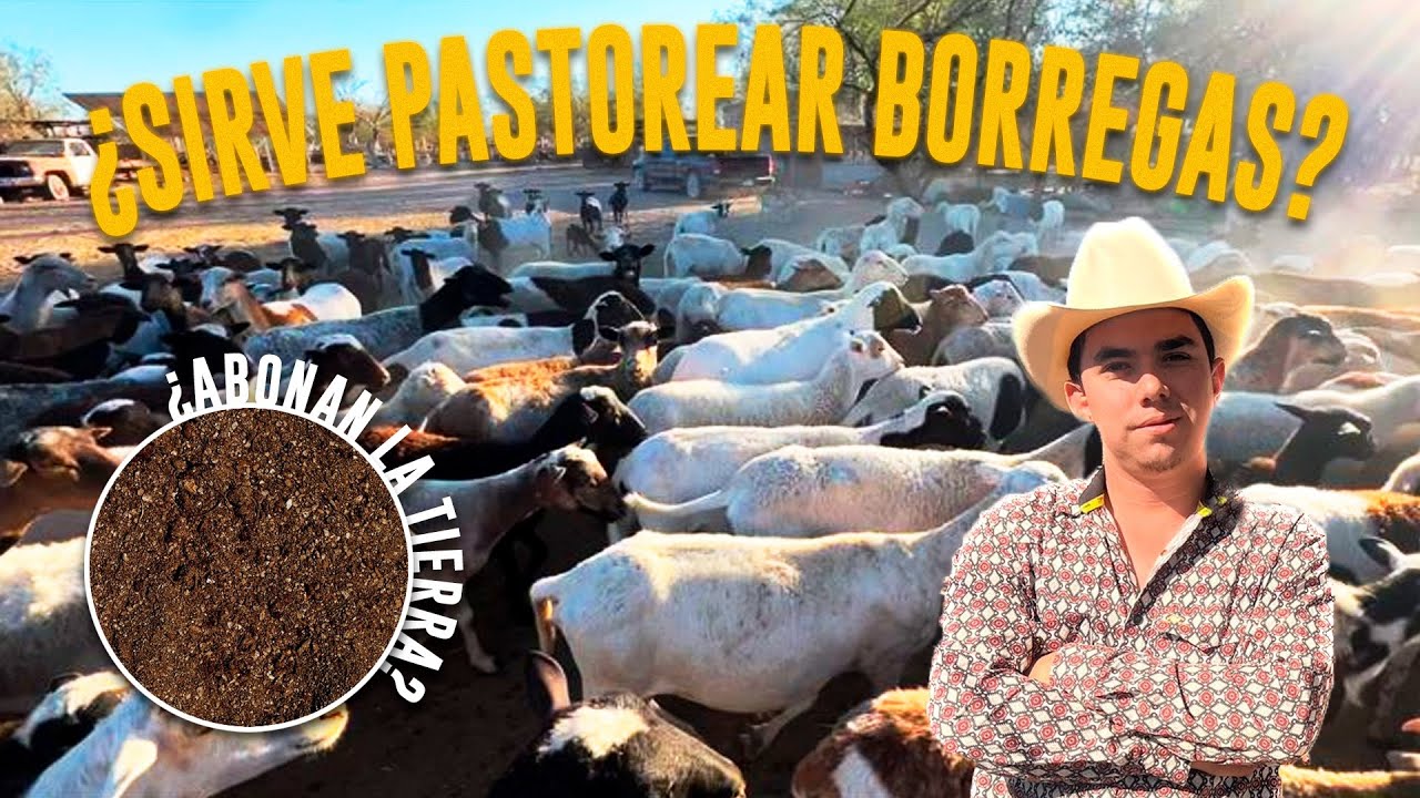 EL ARTE DE PASTOREAR| LES MUESTRO LAS VENTAJAS - YouTube