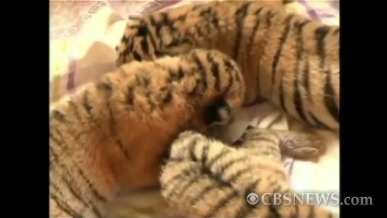 Chinese tigress gives birth to triplets - YouTube