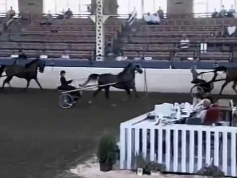 CABALLOS DESBOCADOS - YouTube