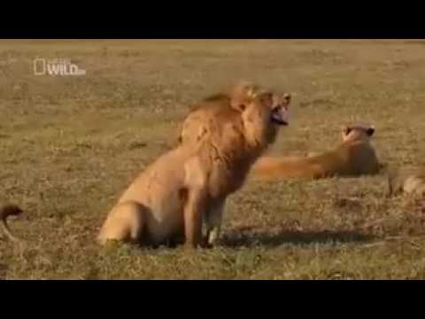 GÜLME KOMASINA GİRDİM (ASLAN KAHKAHA ATIYOR)