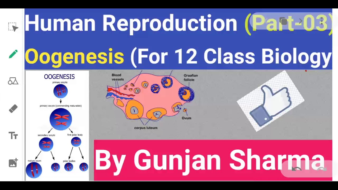 Human Reproduction/Part-3/Chapter-3/12 Class Biology/Oogenesis ...