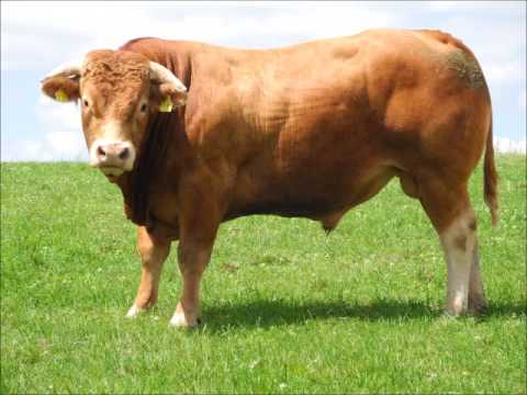 Deckbulle Limousin \