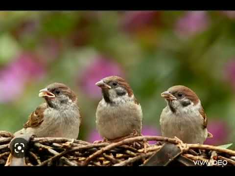 Azərbaycan.İmişli.Sərçələr-A.Fidanın təqdimatı