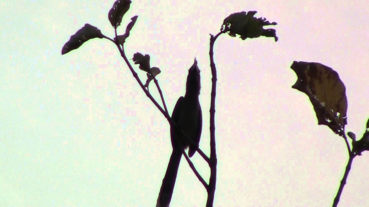 Kerala State Bird-Hornbill Calls - YouTube