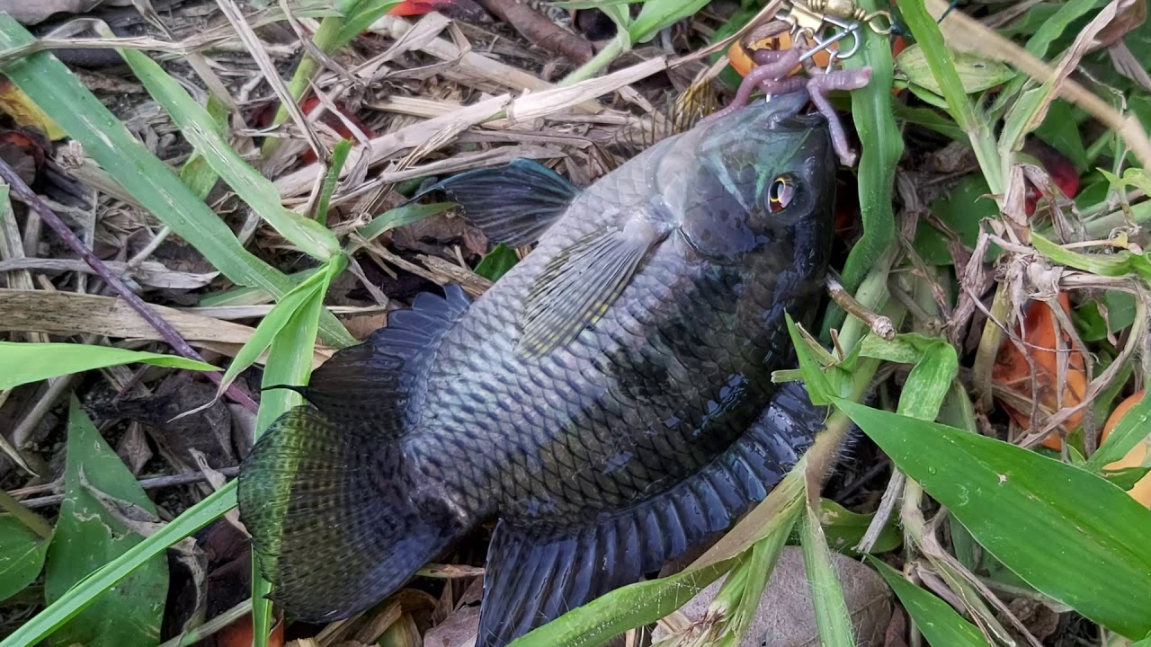 Fishing in a pond and river (Trinidad) freshwater wolf fishing part 2 ...