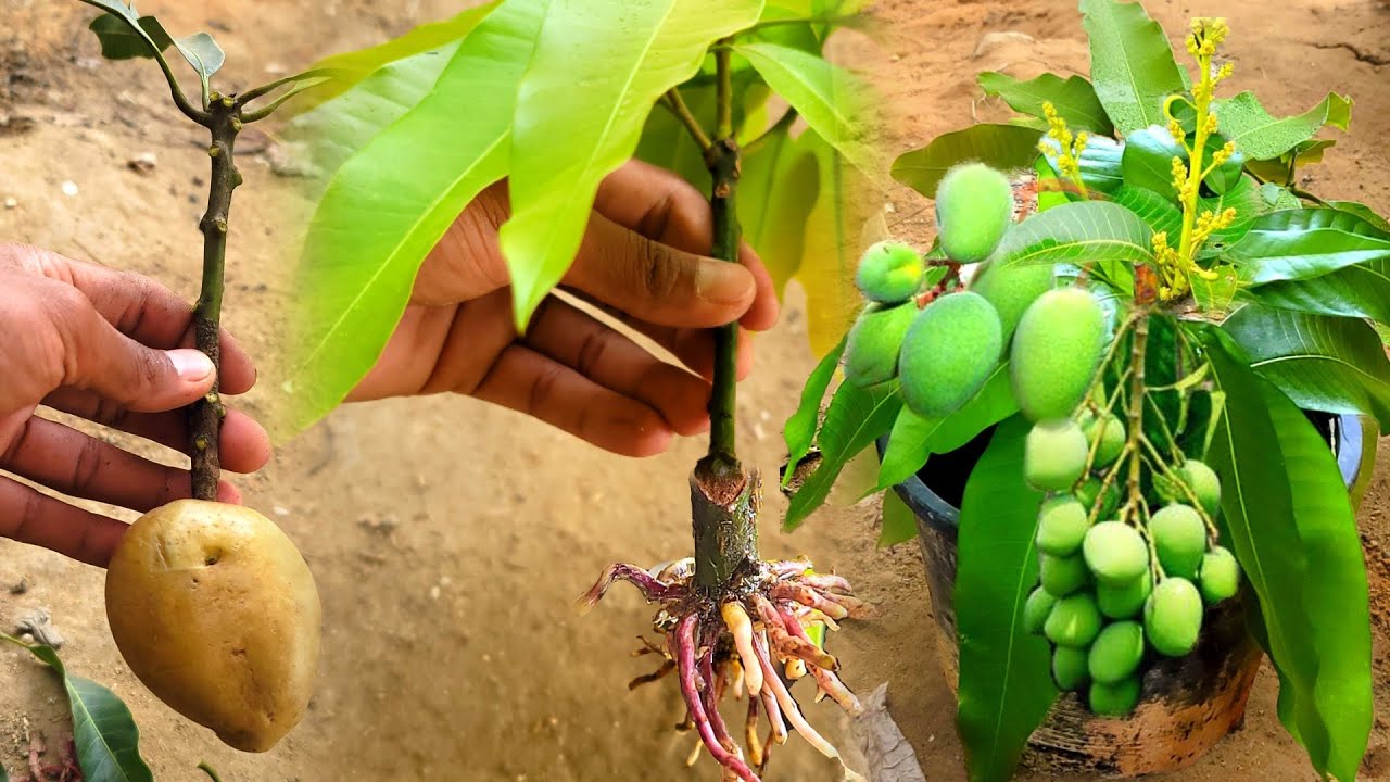 How to grow mangoes with potatoes 100% successful / Agri CAMBO - YouTube