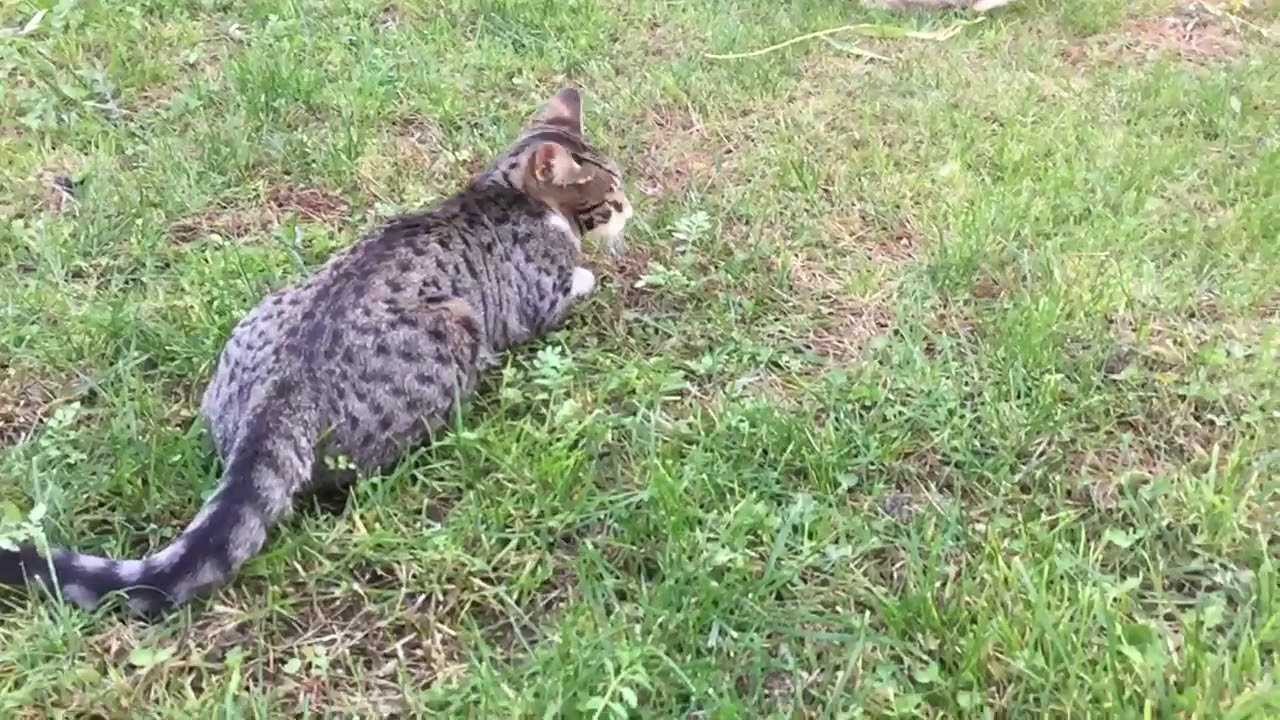 Cat VS Rabbit (Slowmotion) - YouTube