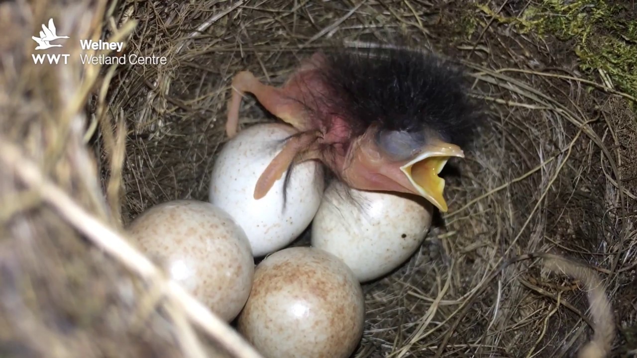 WWT Welney - Newly hatched Robin Chick - April 2017 - YouTube