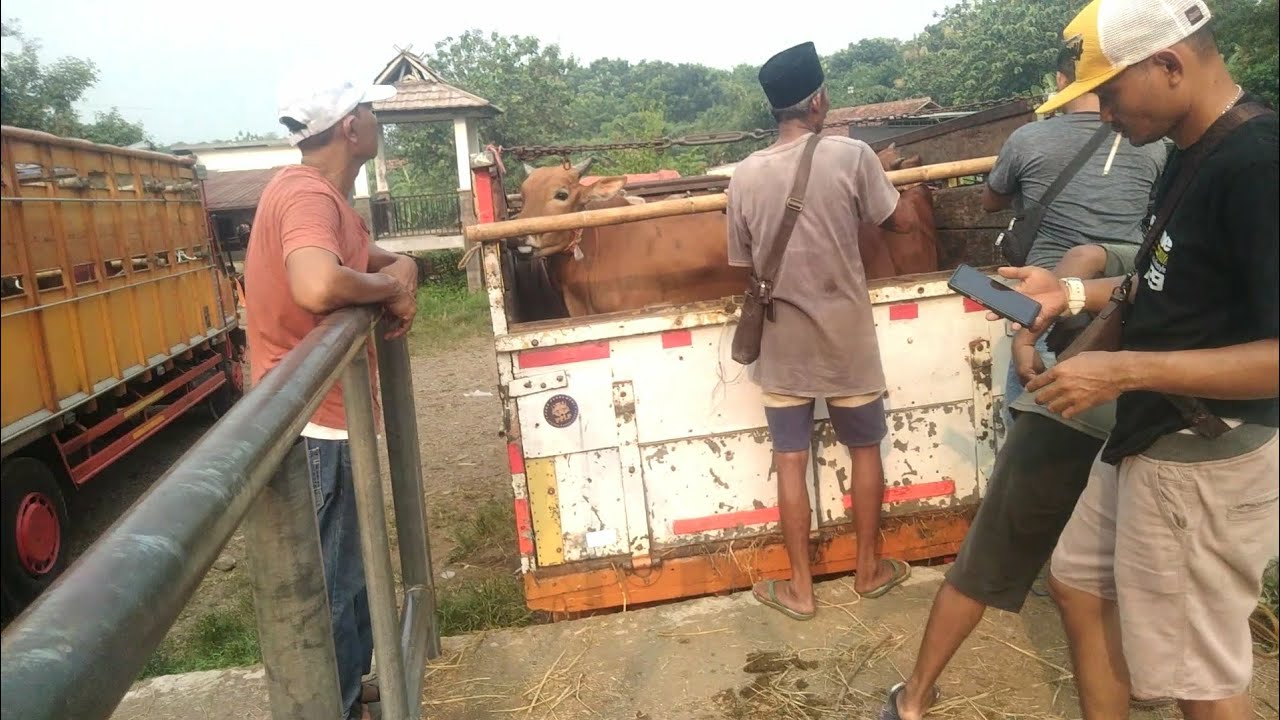 LOADING KERBAU & SAPI KE PANDEGLANG BANTEN DAN KUDUS JAWA TENGAH PASAR ...
