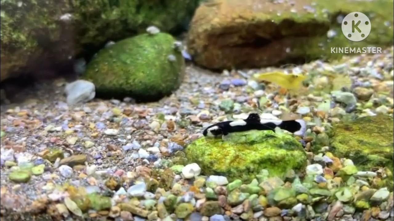 cá bống panda/Khám phá loài cá cảnh/cá kiểng tập 68 - YouTube