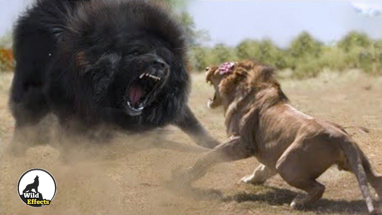 Land Animals Messed With The Wrong Opponent | Animal Effects | Wild ...