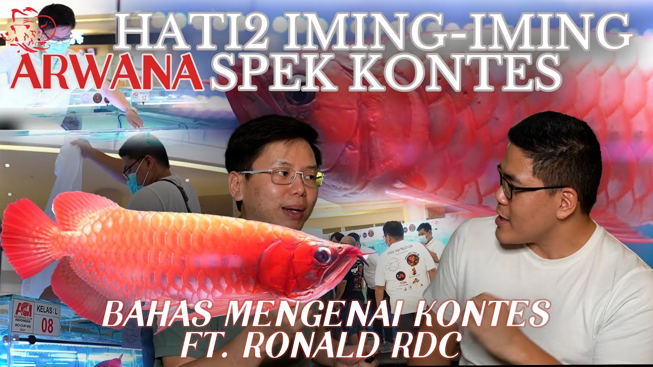 HATI2 GIMIK IKAN ARWANA SUPER RED SPEK KONTES! KUPAS TUNTAS PEMBAHASAN ...